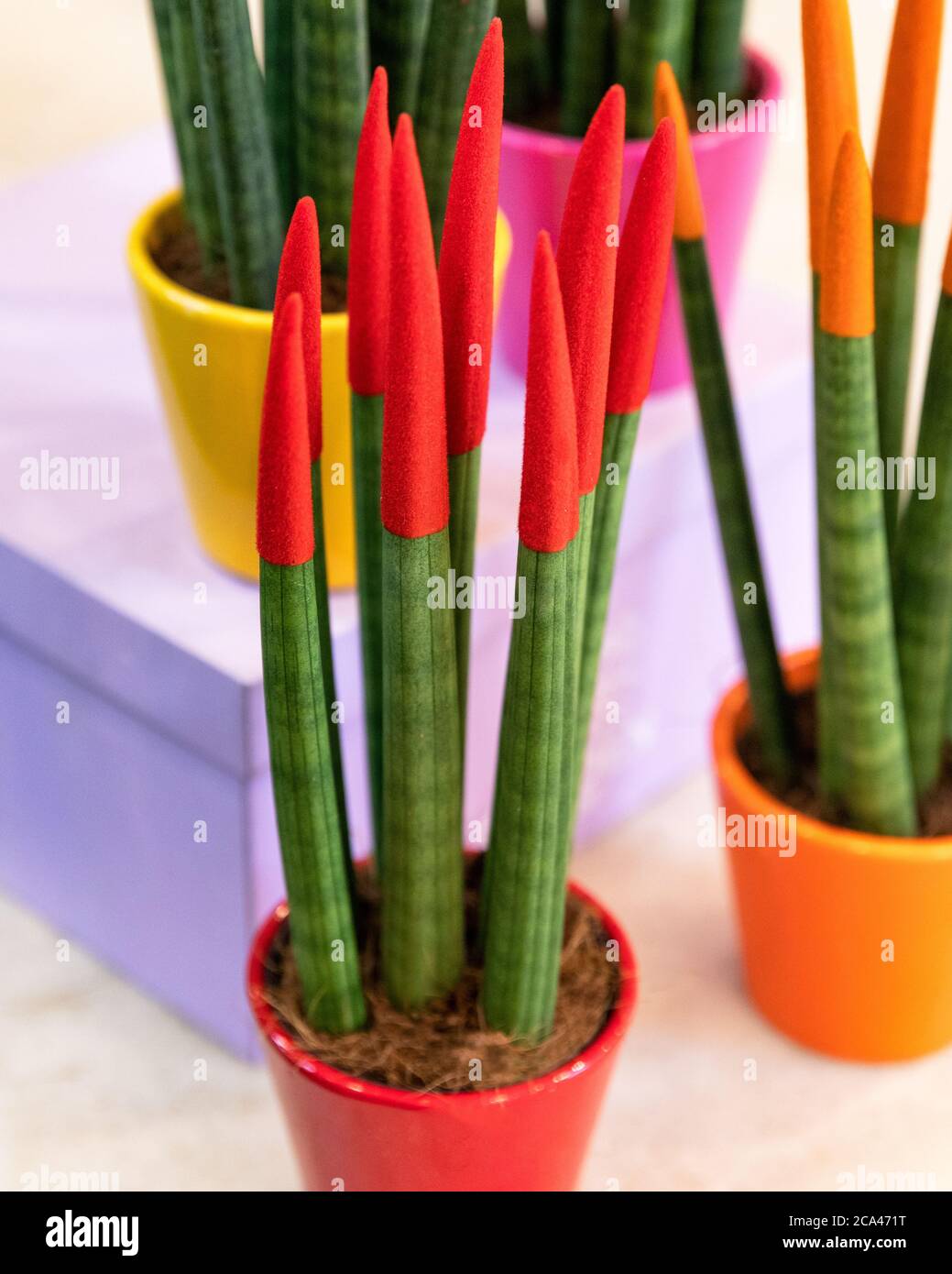Painted Sansevieria cylindrica Straight - Cylindrical Snake Plant close ...
