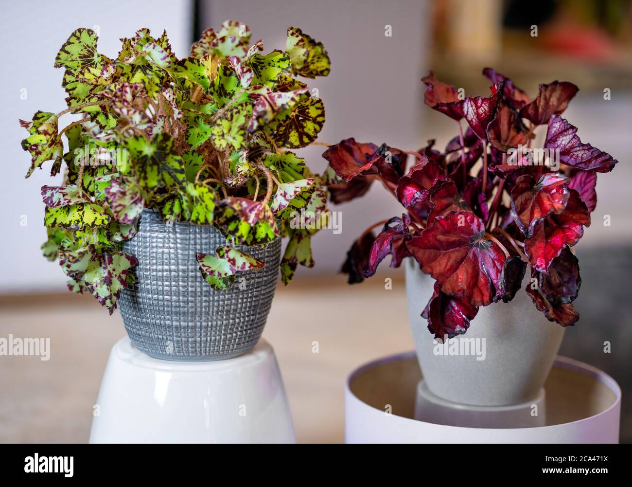 Painted-leaf begonia, Begonia rex in the silver pot Stock Photo - Alamy