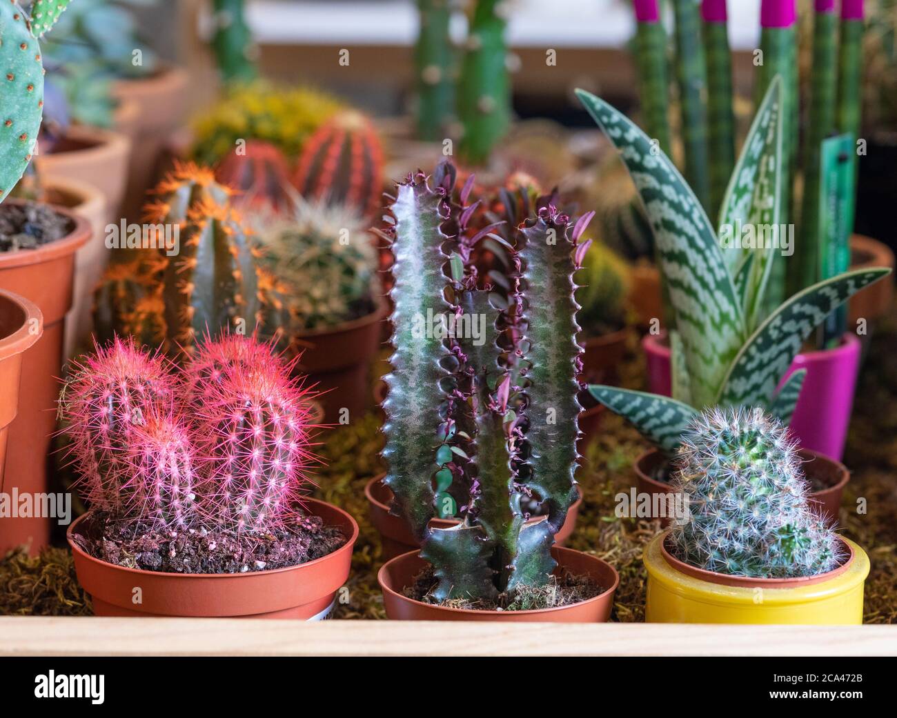 Small Painted Moon Cactus, Parodia, African Milk Tree Cactus Stock ...
