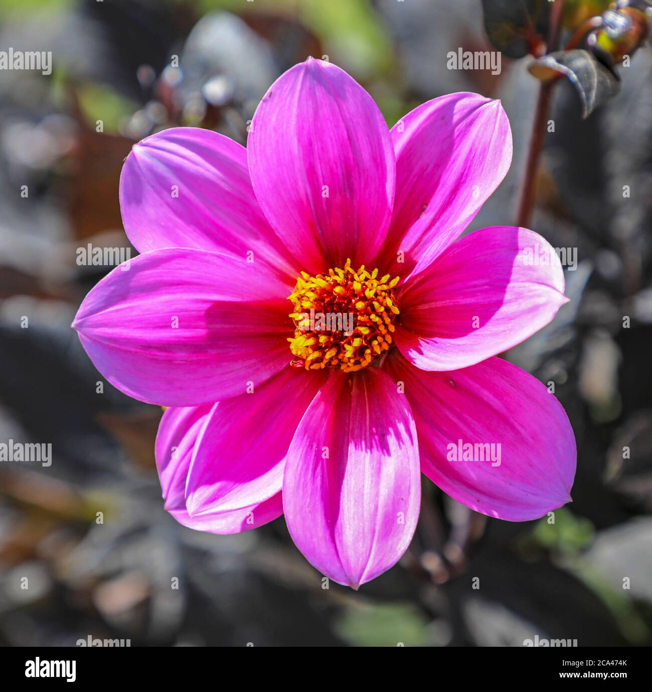 Happy single juliet hi-res stock photography and images - Alamy