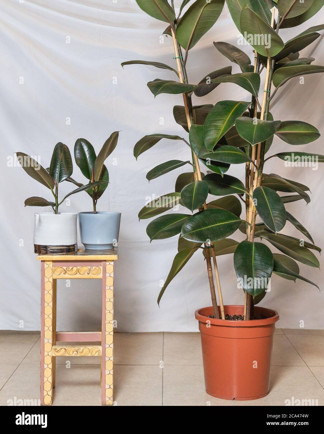 Small and big Rubber fig, Ficus elastica in the pot with white ...