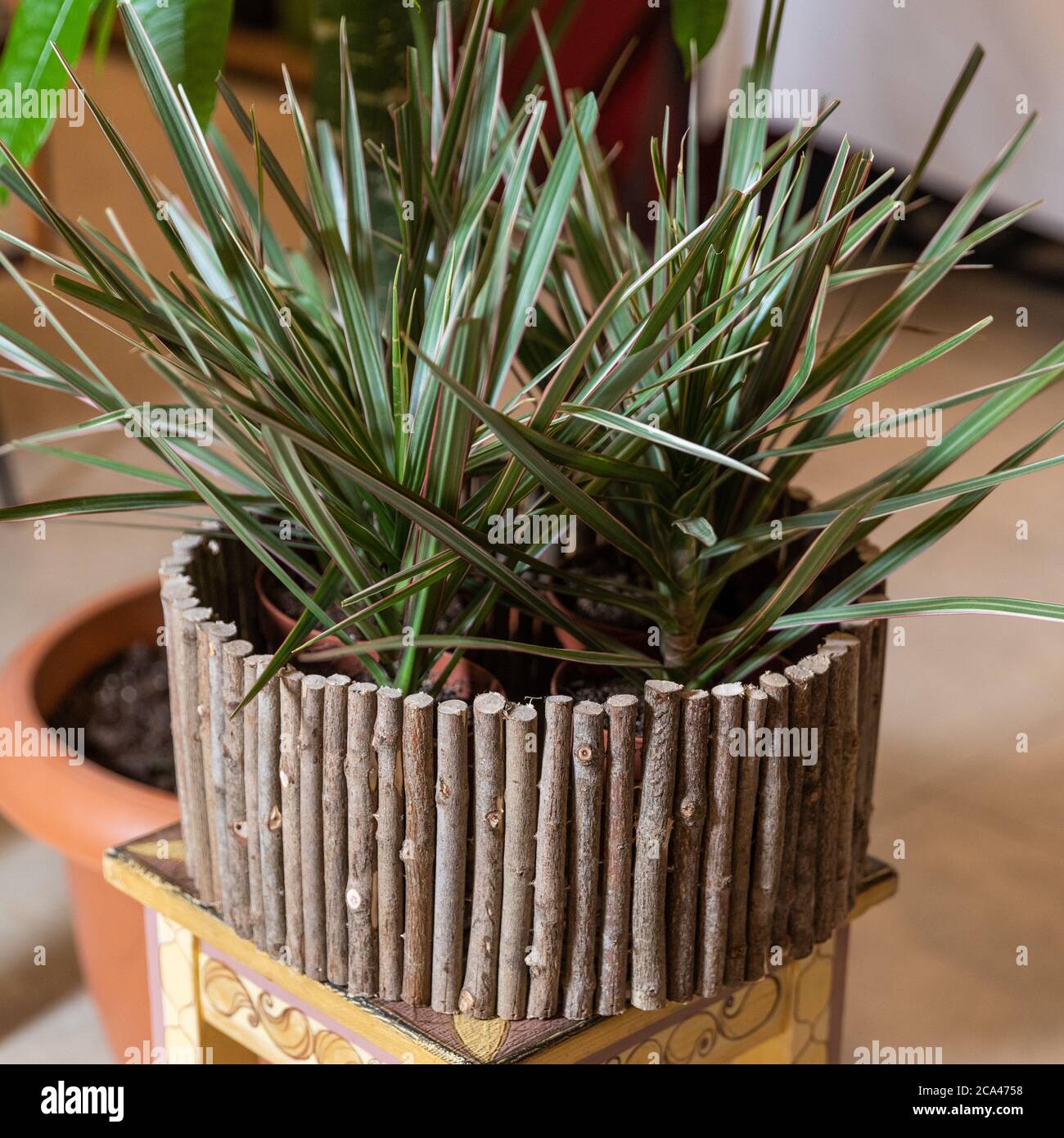 Dracaena draco, Dragon tree in the wooden pot Stock Photo - Alamy