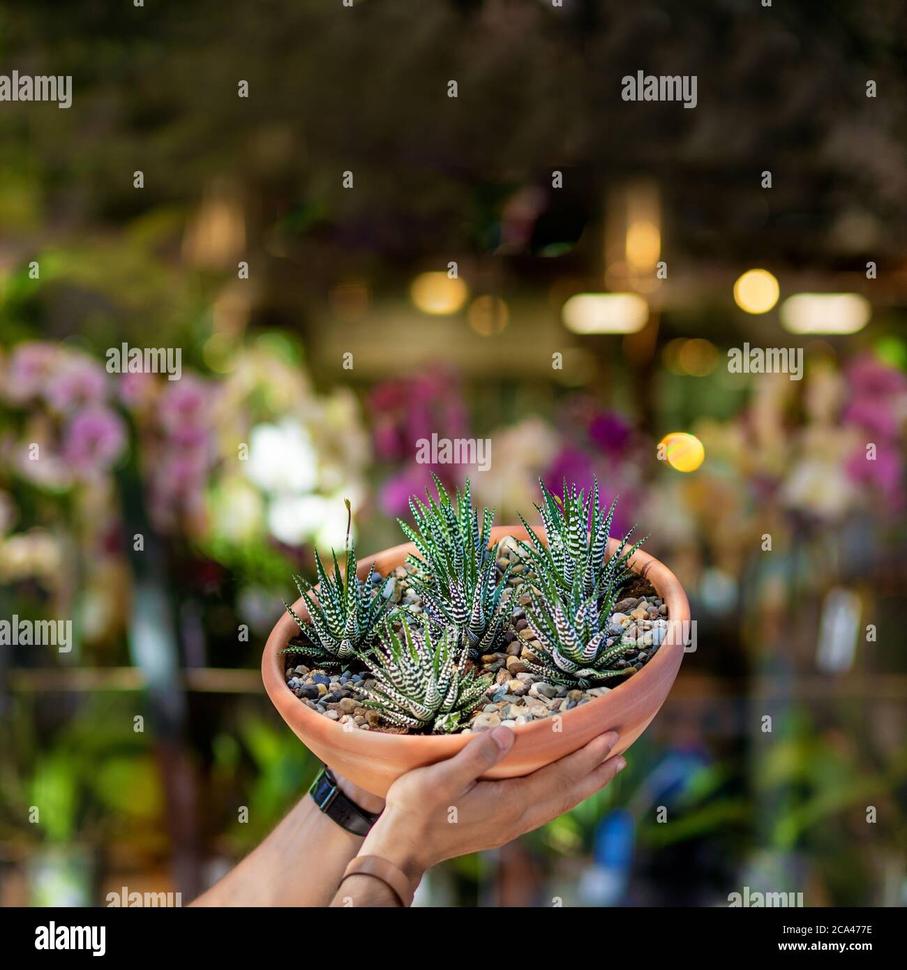 Man holding terrarium plant with blur background Stock Photo - Alamy