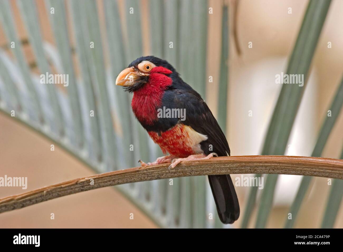 Bearded barbet hi-res stock photography and images - Alamy