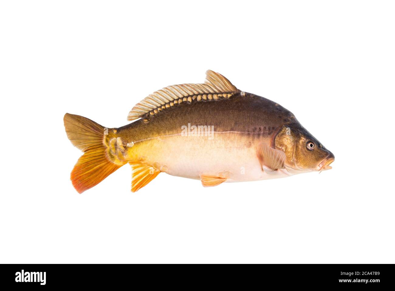 Mirror carp hi-res stock photography and images - Alamy