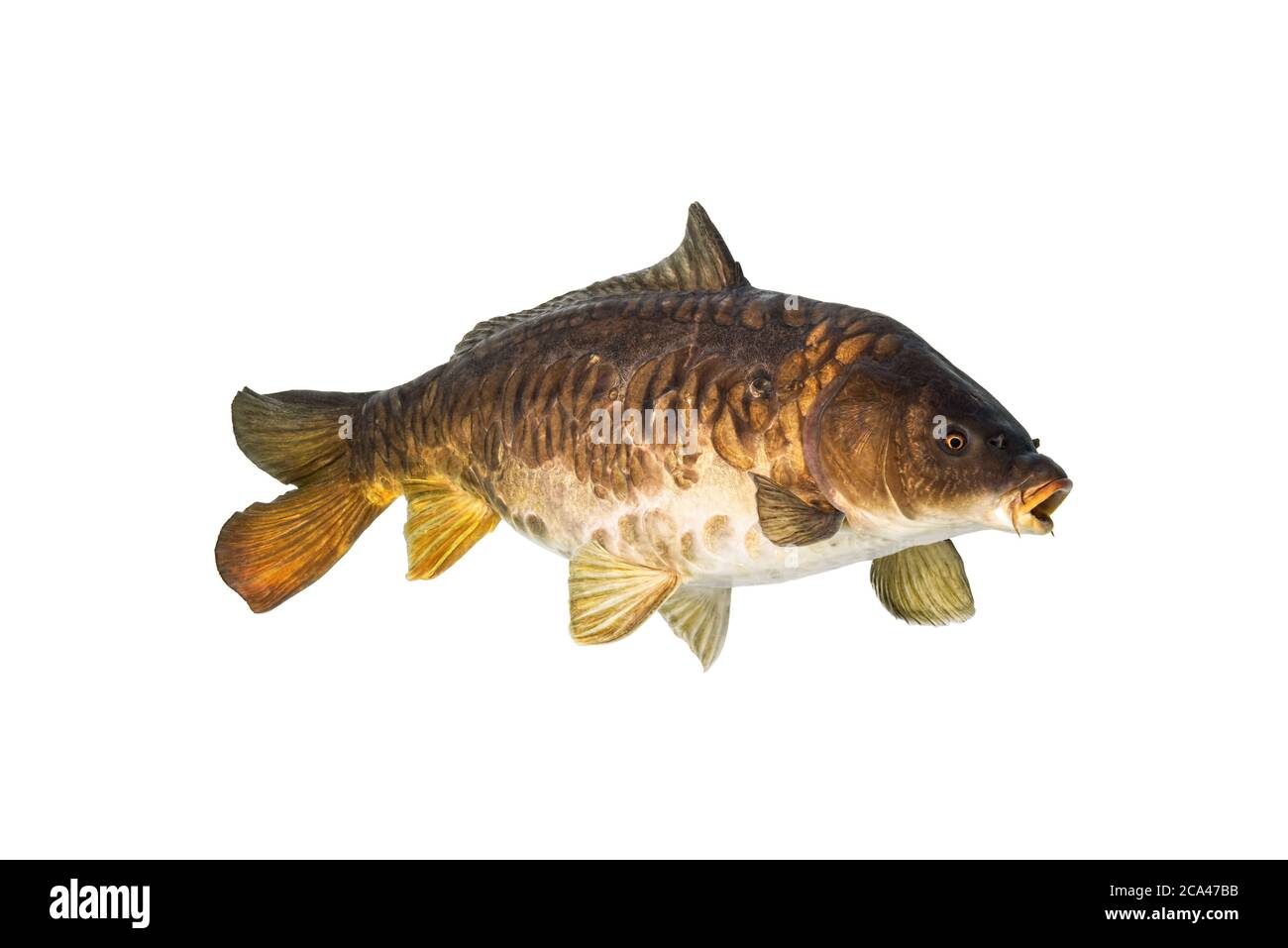 Mirror carp isolated on white background Stock Photo - Alamy