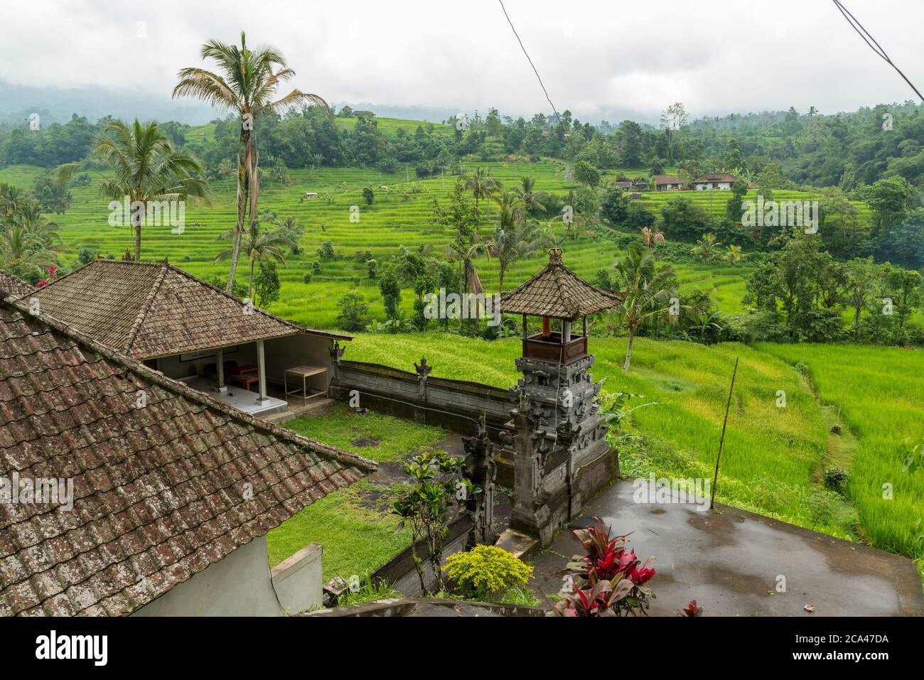 Rice paddies at Bali Stock Photo - Alamy