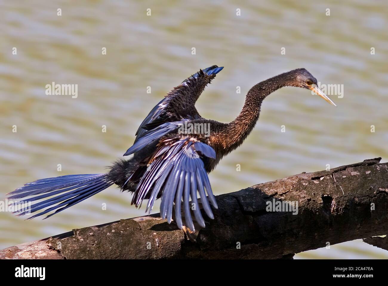 An Anhinga, Anhinga anhinga, with wings spread Stock Photo - Alamy