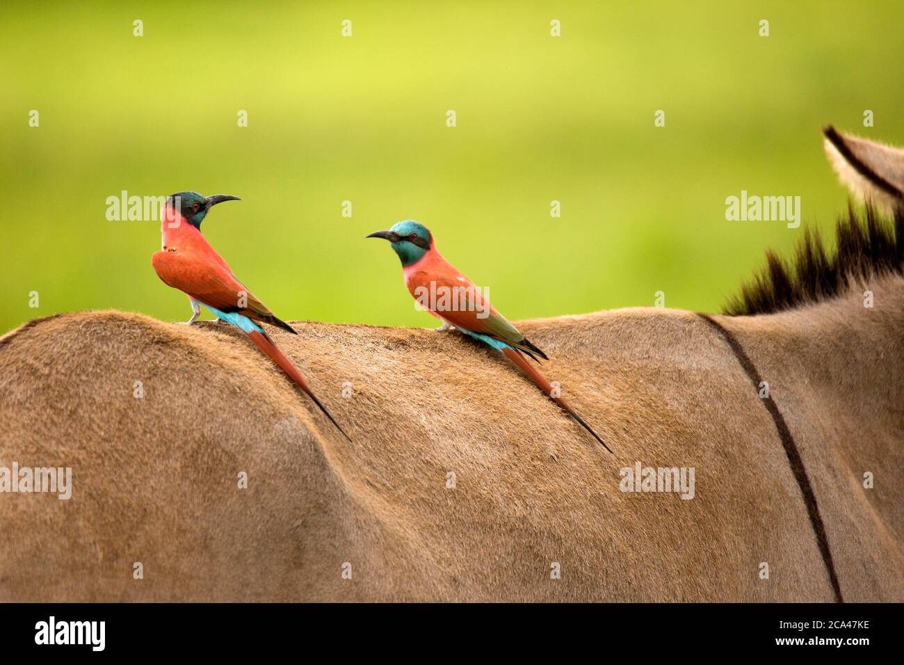 The northern carmine bee-eater (Merops nubicus or M. n. nubicus) is an ...