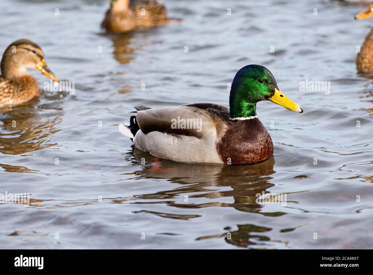 Mallard species hi-res stock photography and images - Alamy