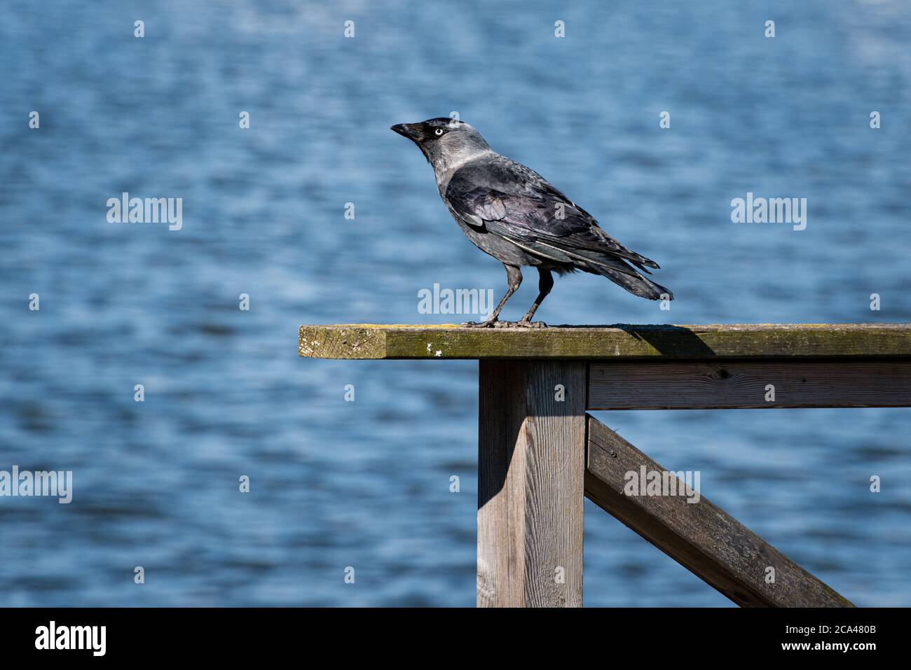 The western jackdaw (Coloeus monedula), also known as the Eurasian ...