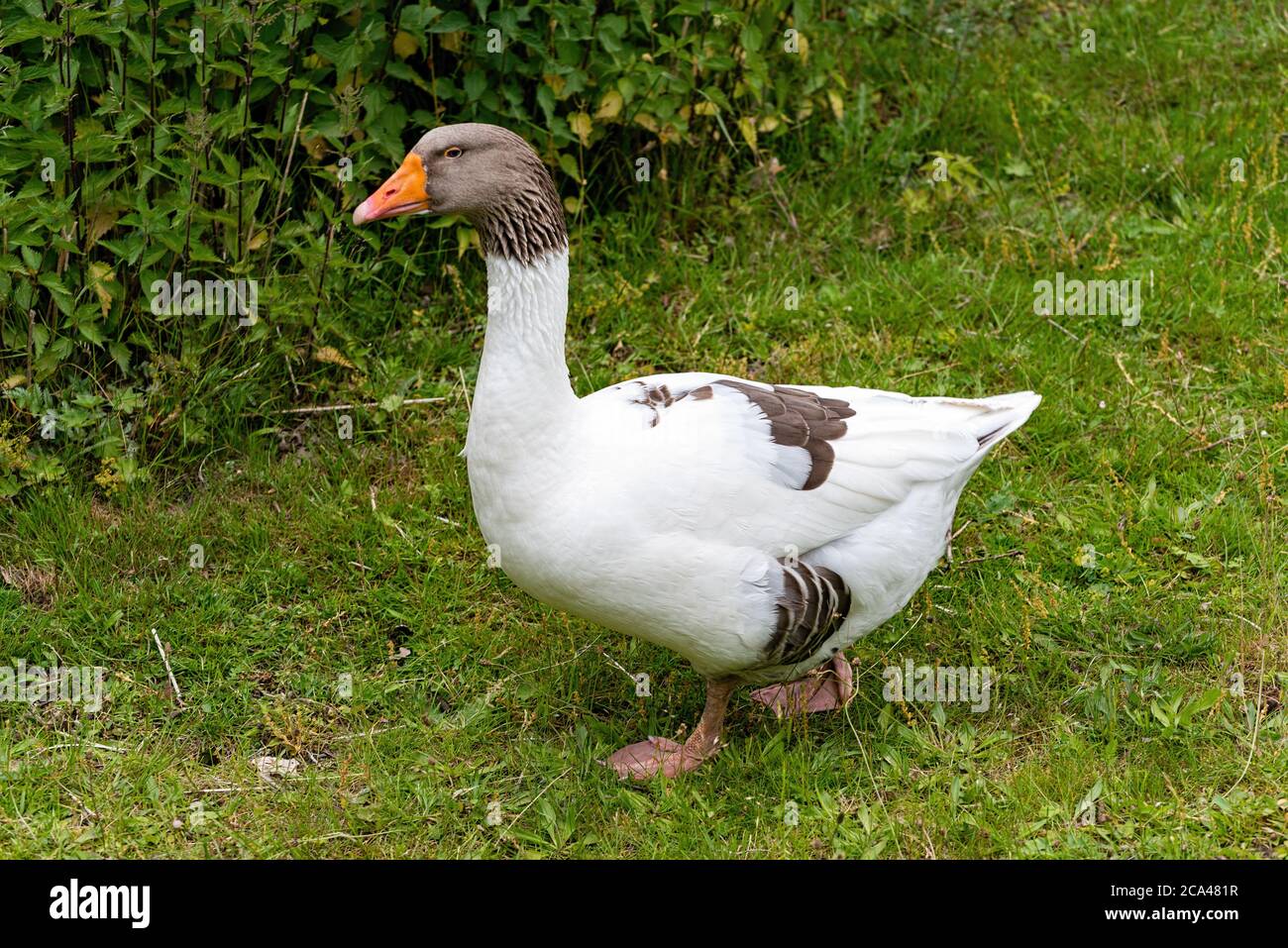 The Scania Goose (Swedish: Skånegås) is a breed of domestic geese ...