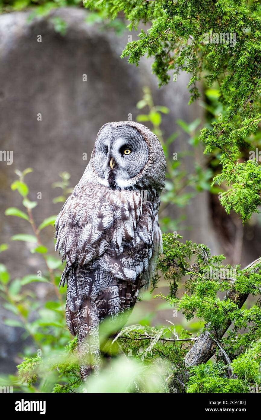The great grey owl or great gray owl (Strix nebulosa) is a very large ...