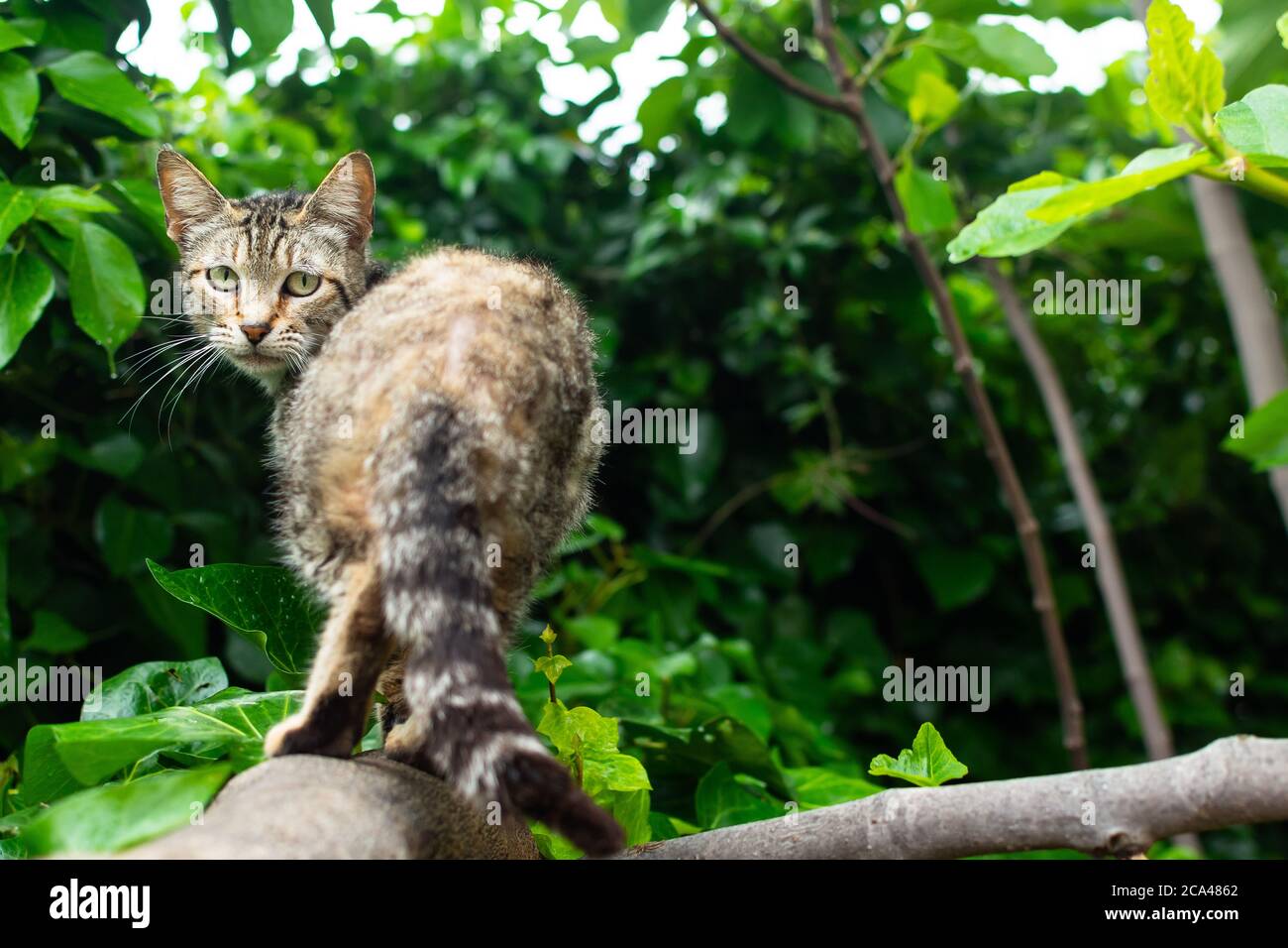 Gato felis catus hi-res stock photography and images - Alamy