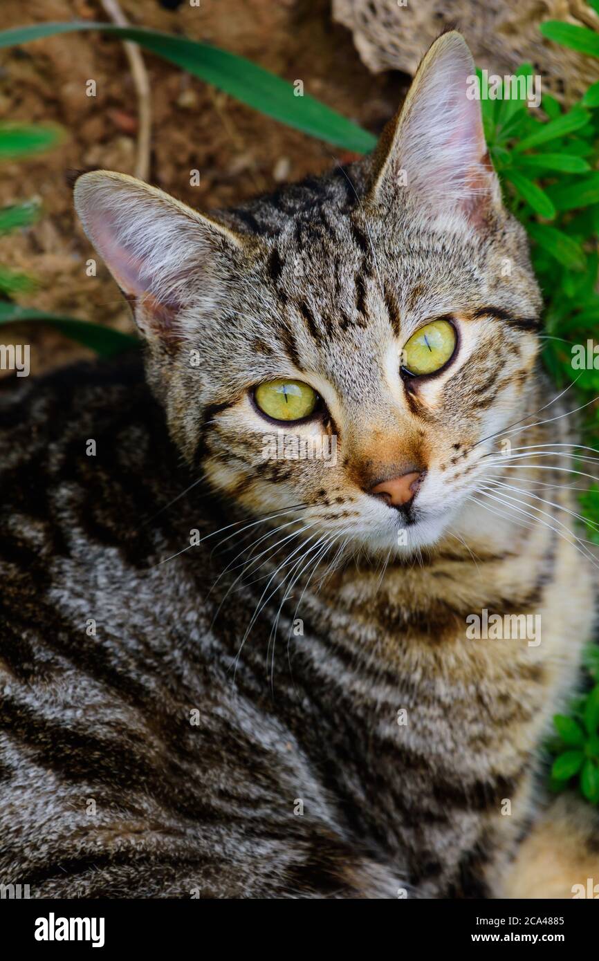Gato felis catus hi-res stock photography and images - Alamy
