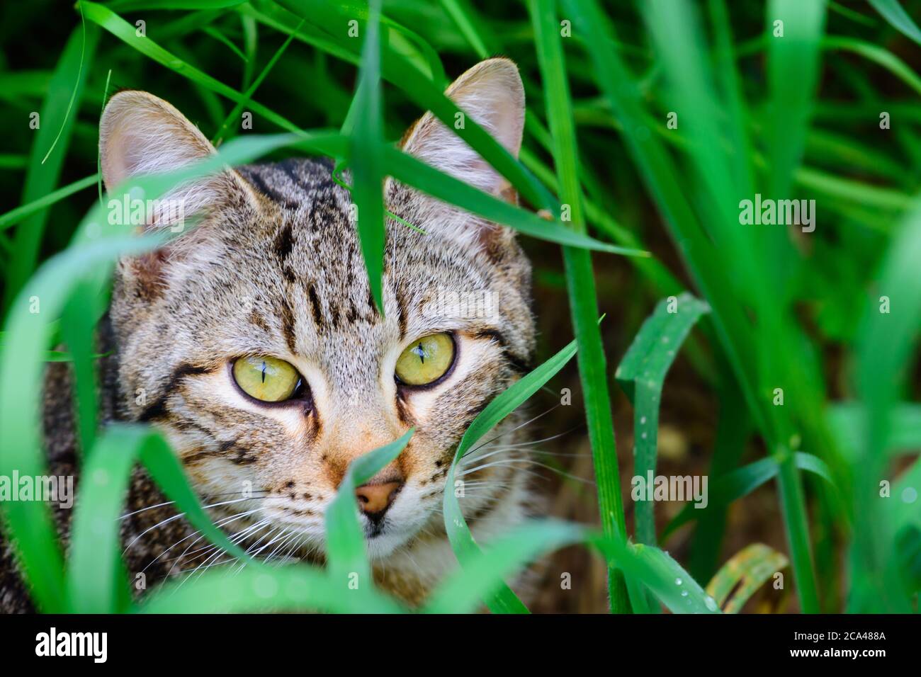 Gato felis catus hi-res stock photography and images - Alamy