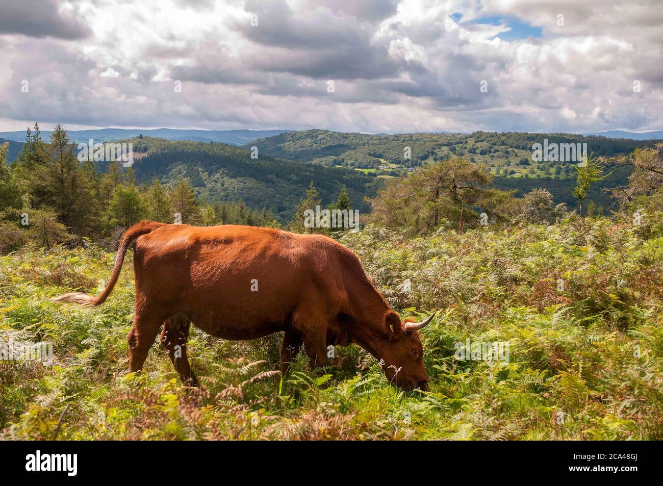 Brown cows on the Gummers How fell above lake Windermere in the Lake ...