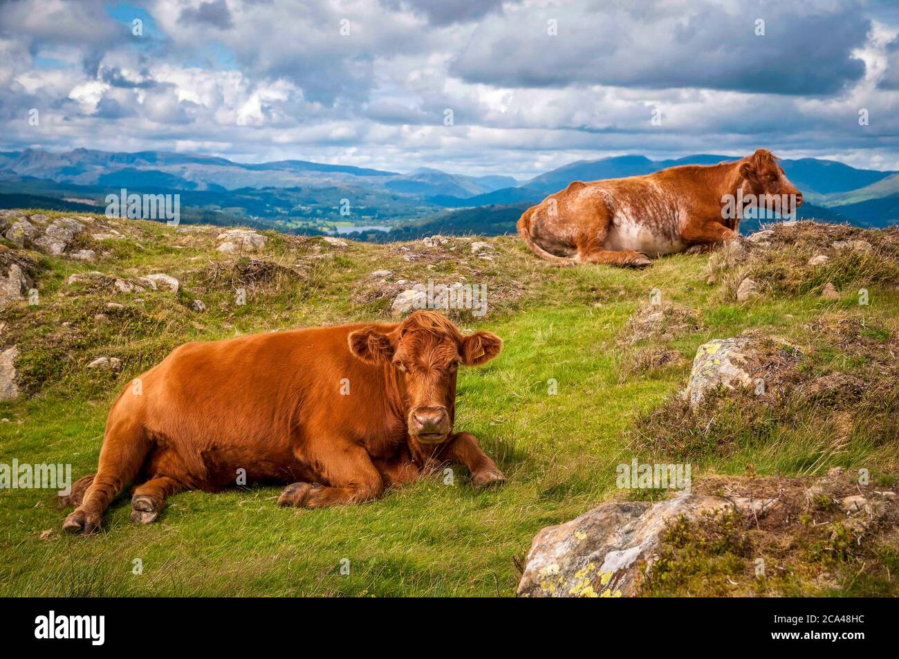 Brown cows on the Gummers How fell above lake Windermere in the Lake ...