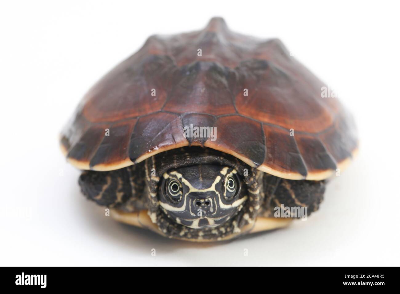 The Malayan snail-eating turtle (Malayemys macrocephala) is a species ...