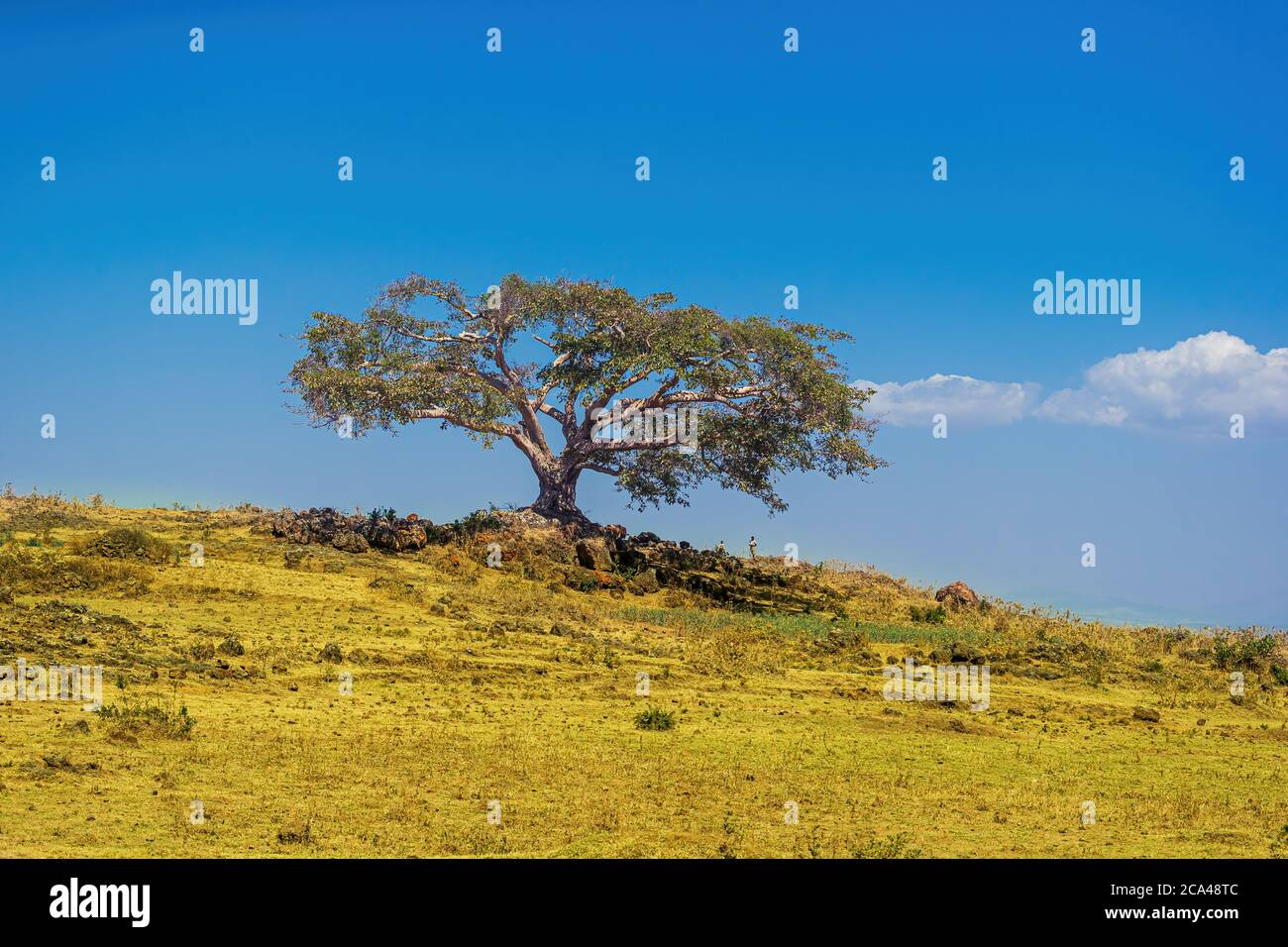 Ethiopia tree landscape hi-res stock photography and images - Alamy