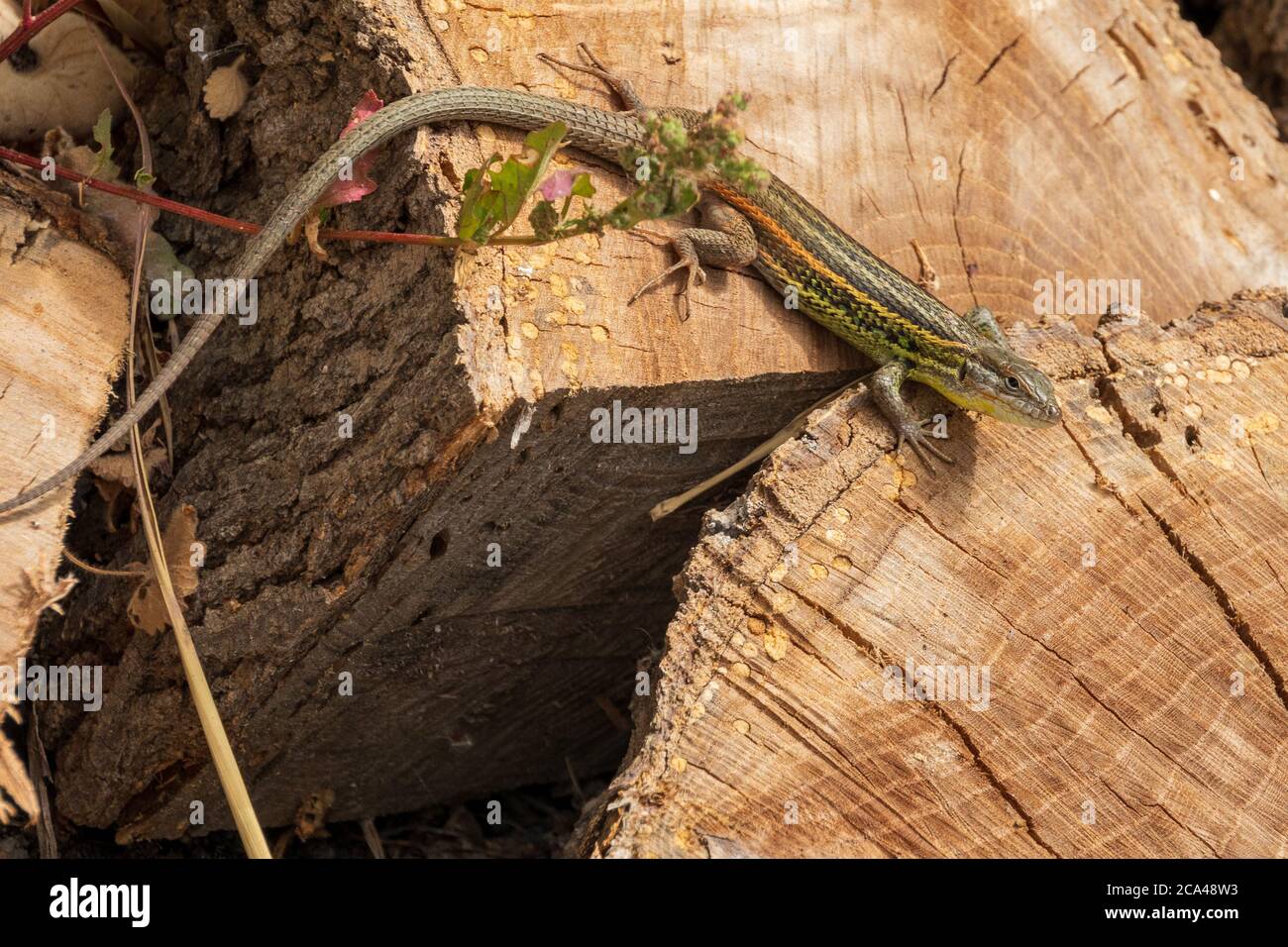 Psammodromus algirus, Algerian sand racer Lizard Stock Photo - Alamy