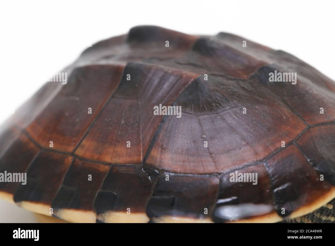 The Malayan snail-eating turtle (Malayemys macrocephala) is a species ...