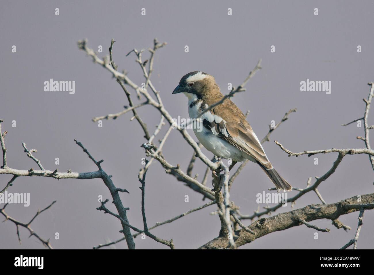 Songbird passeriformes passerine hi-res stock photography and images ...