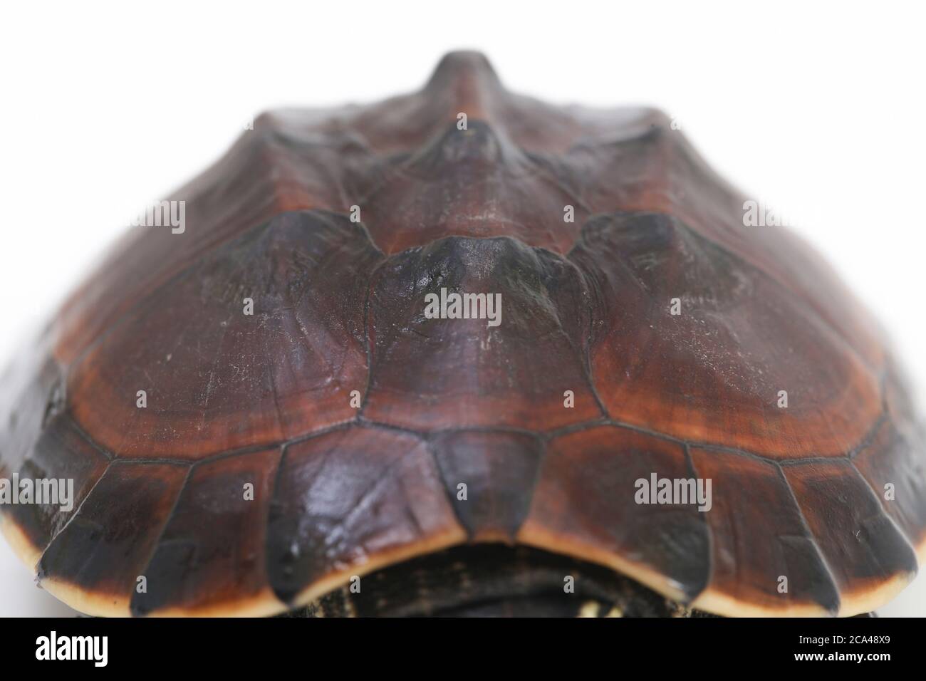 The Malayan snail-eating turtle (Malayemys macrocephala) is a species ...