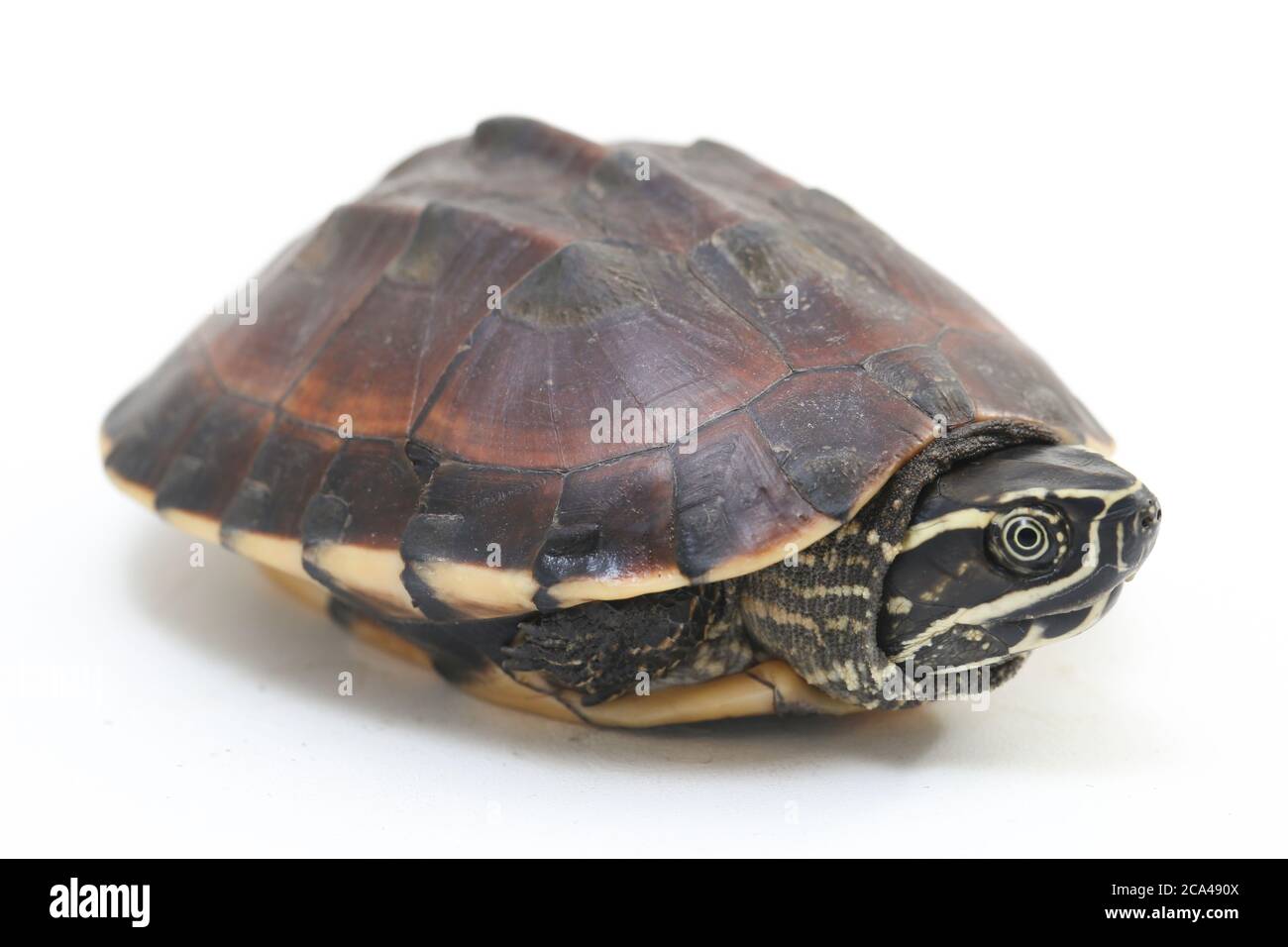 The Malayan snail-eating turtle (Malayemys macrocephala) is a species ...