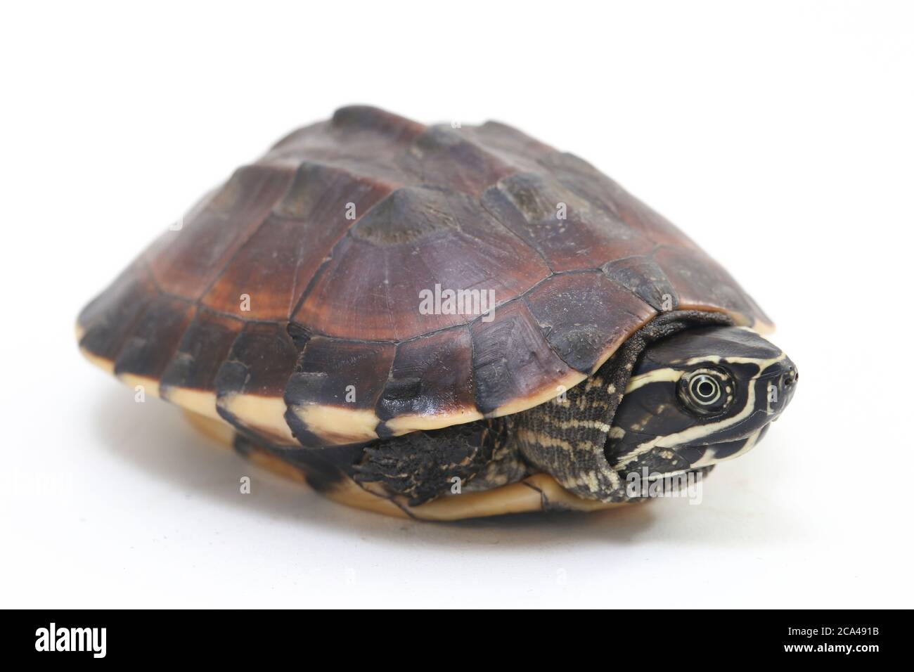 The Malayan snail-eating turtle (Malayemys macrocephala) is a species ...