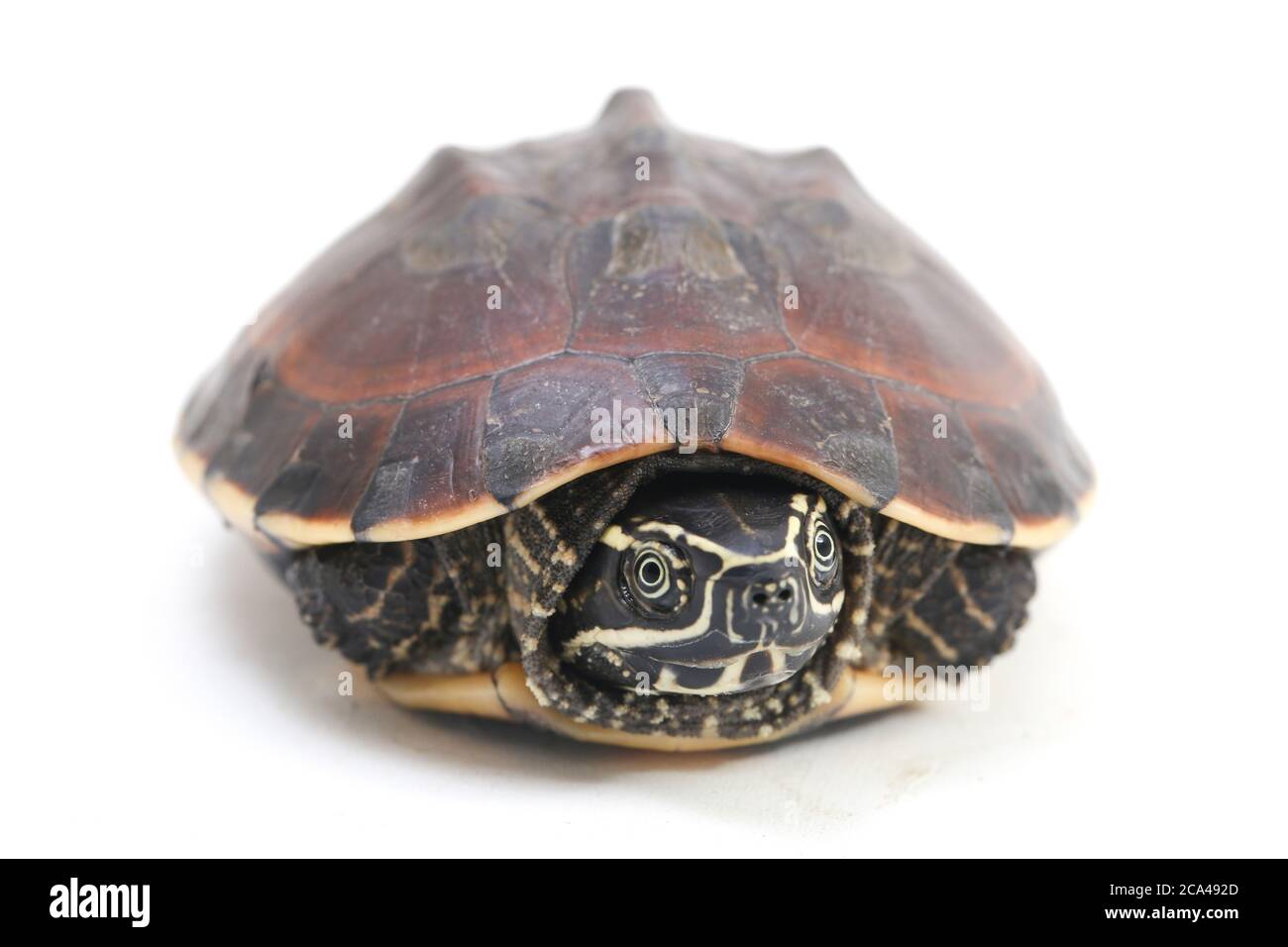 The Malayan snail-eating turtle (Malayemys macrocephala) is a species ...