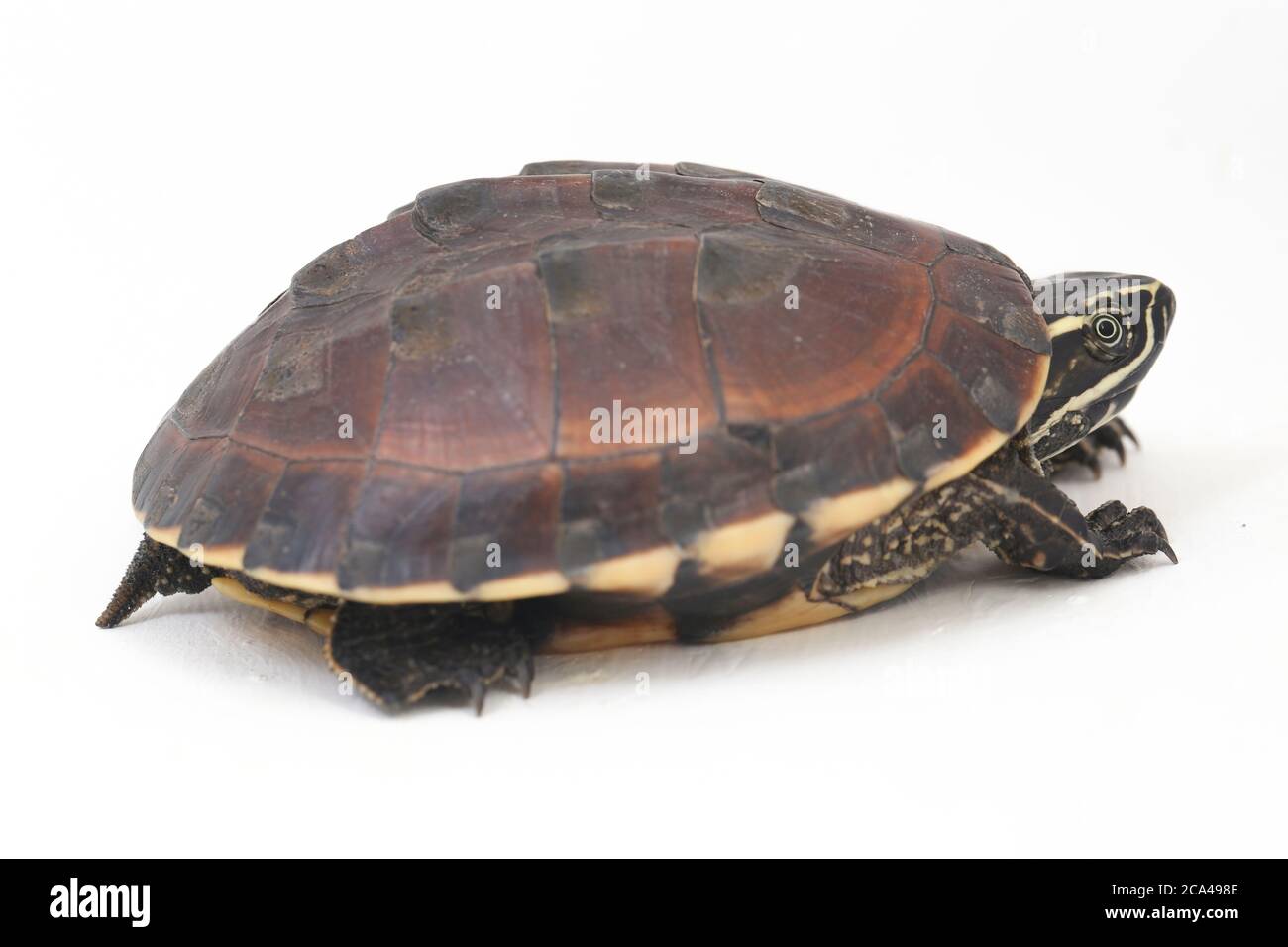 The Malayan snail-eating turtle (Malayemys macrocephala) is a species ...