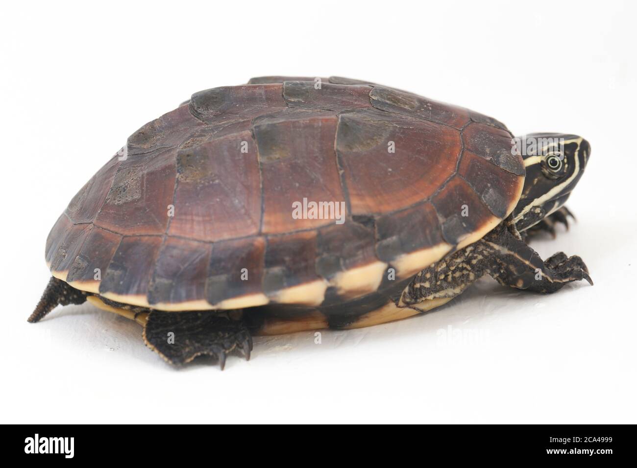 The Malayan snail-eating turtle (Malayemys macrocephala) is a species ...