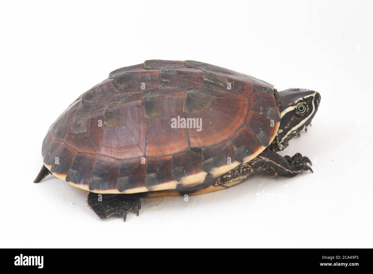 The Malayan snail-eating turtle (Malayemys macrocephala) is a species ...