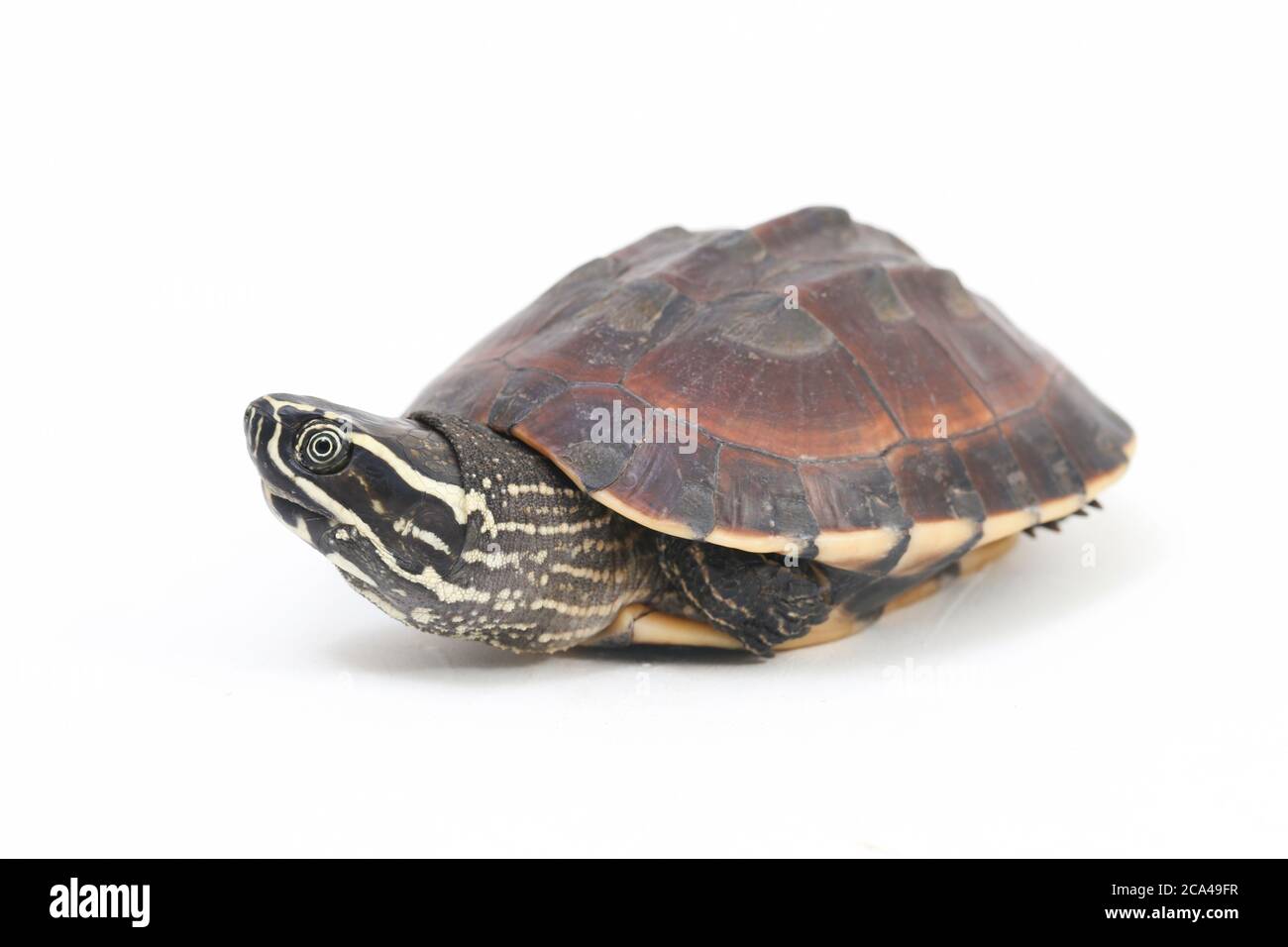 The Malayan snail-eating turtle (Malayemys macrocephala) is a species ...