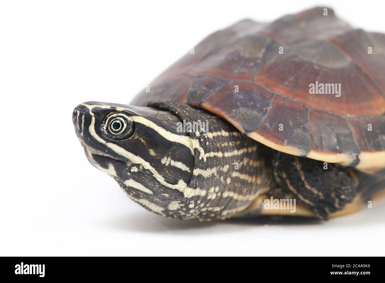 The Malayan snail-eating turtle (Malayemys macrocephala) is a species ...