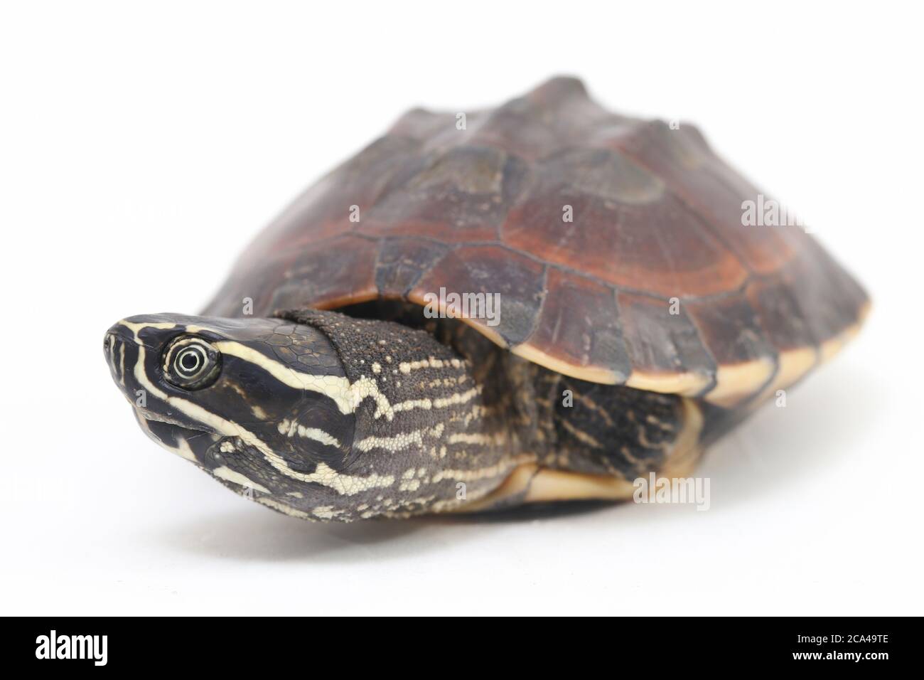 The Malayan snail-eating turtle (Malayemys macrocephala) is a species ...