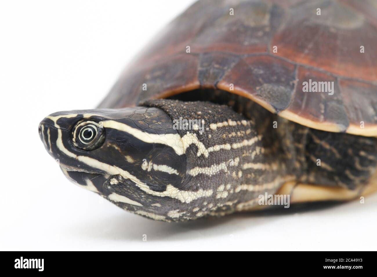 The Malayan snail-eating turtle (Malayemys macrocephala) is a species ...