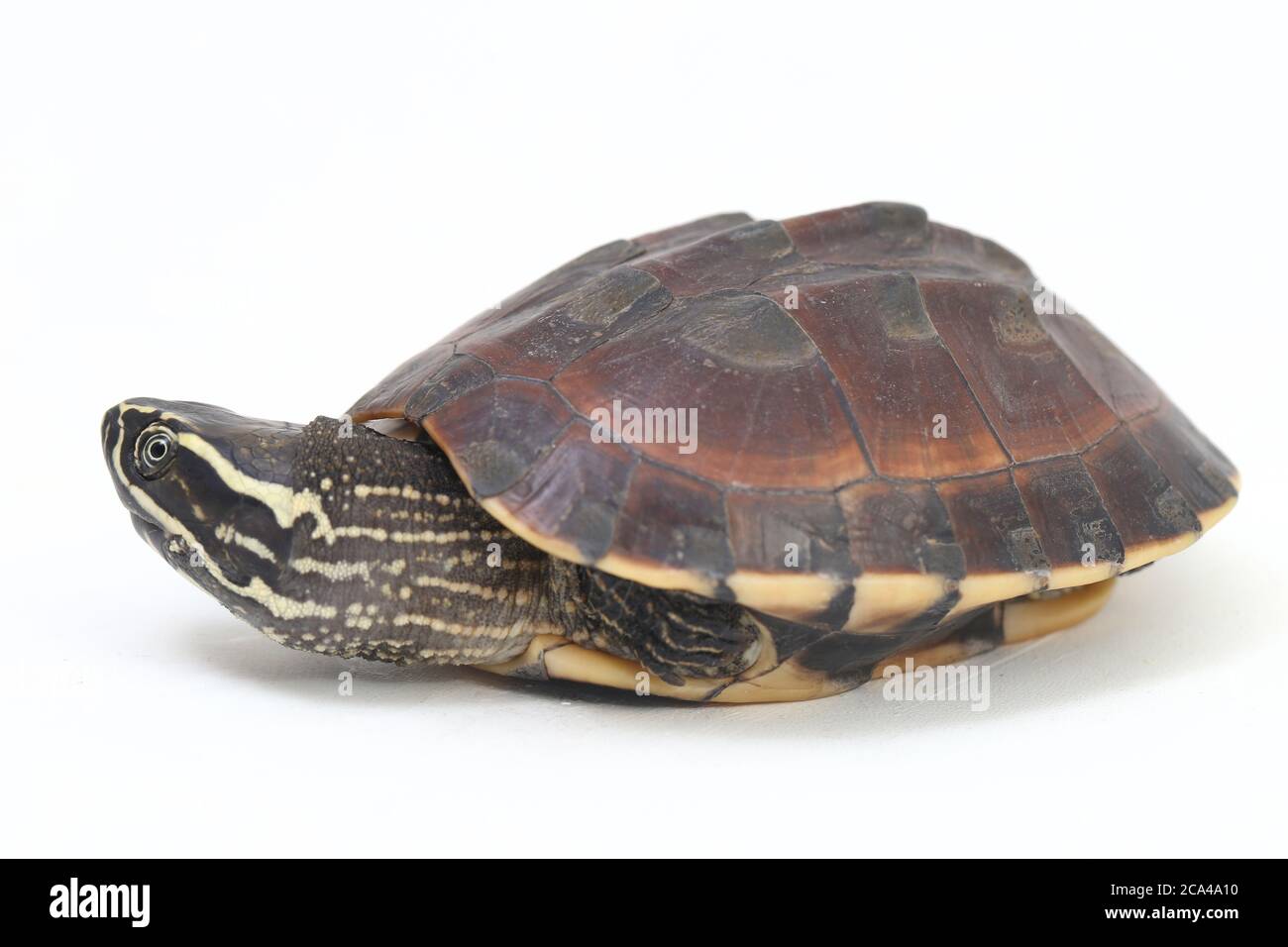 The Malayan snail-eating turtle (Malayemys macrocephala) is a species ...