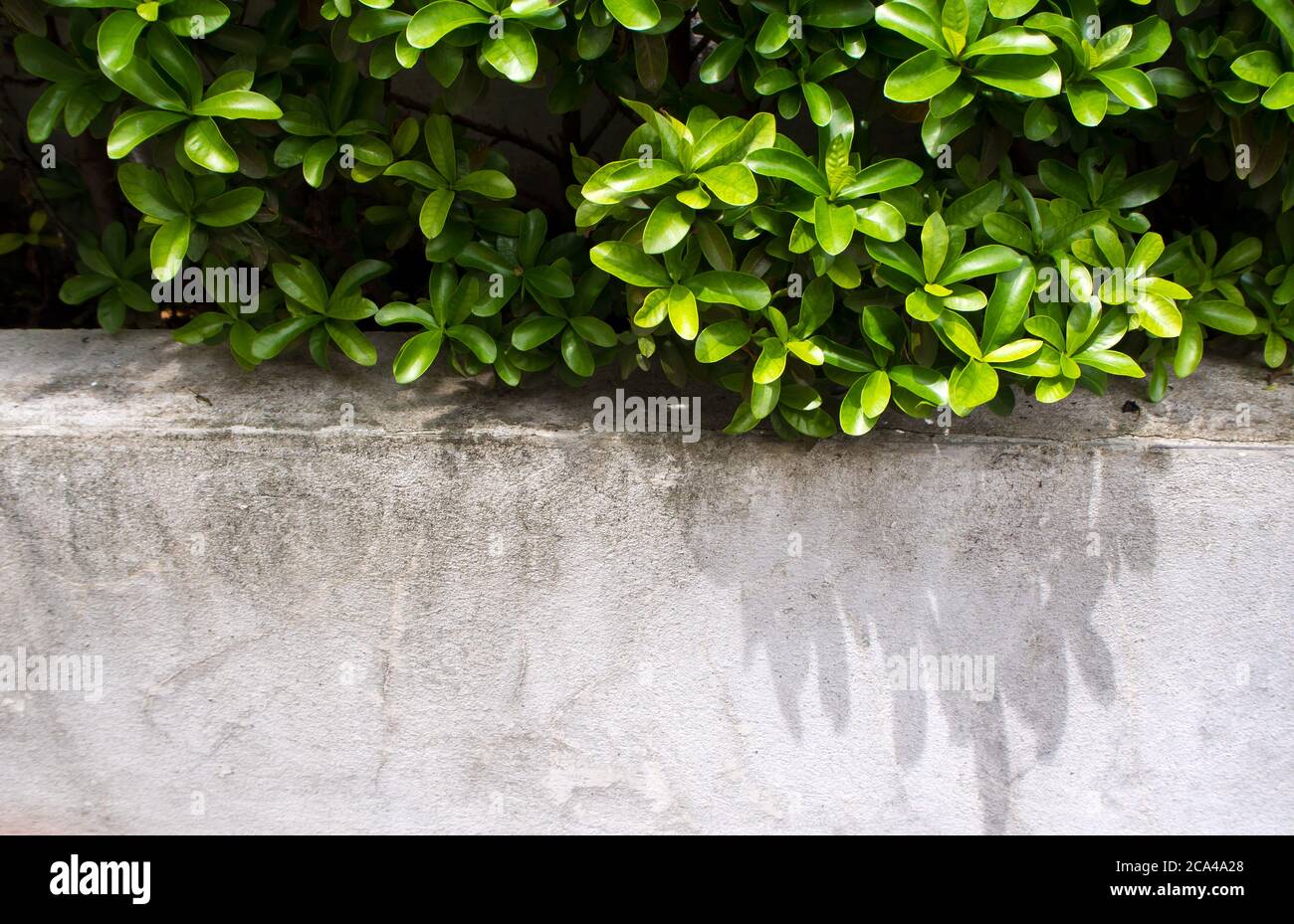 Ornamental plants on Concrete wall Stock Photo - Alamy