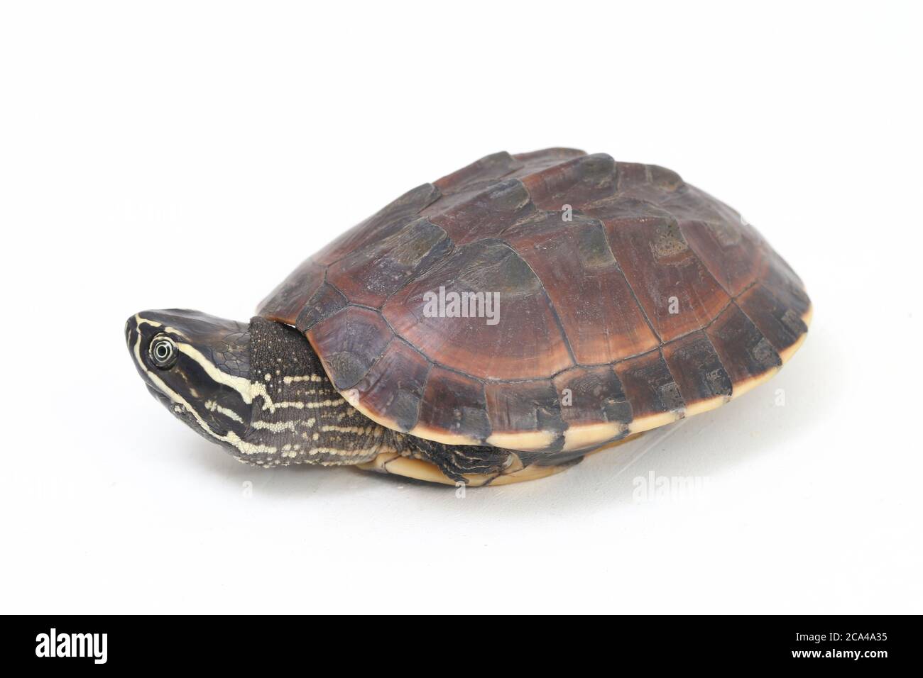 The Malayan snail-eating turtle (Malayemys macrocephala) is a species ...