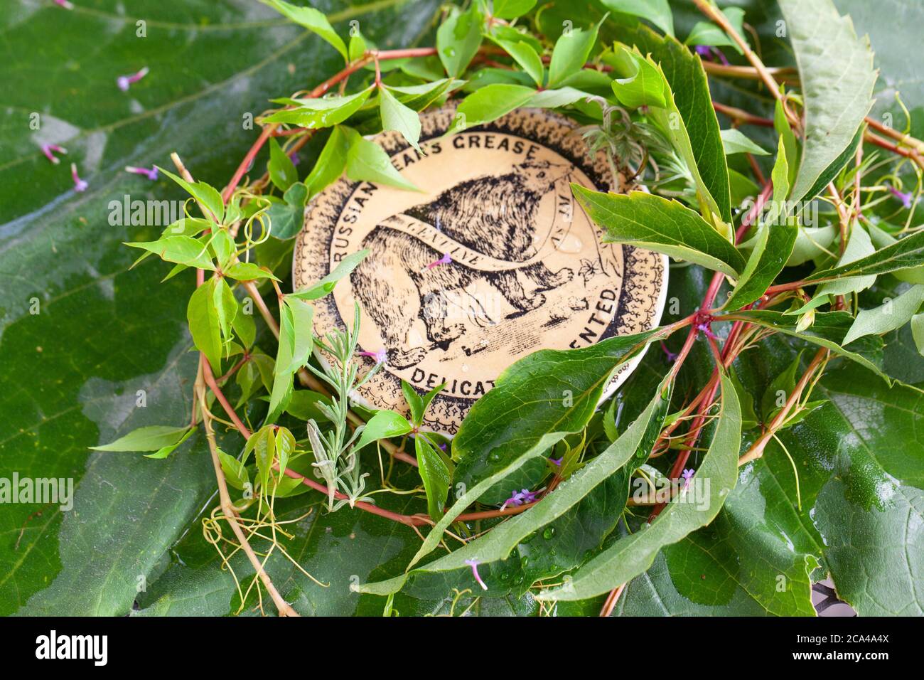 Concept / Still Life - Retro Label ' Russian Bears Grease' viewed ...