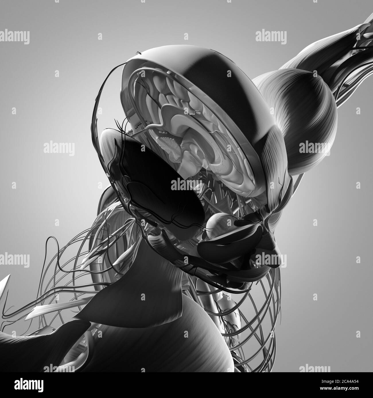 Human anatomy body showing brain. 3D illustration Stock Photo - Alamy