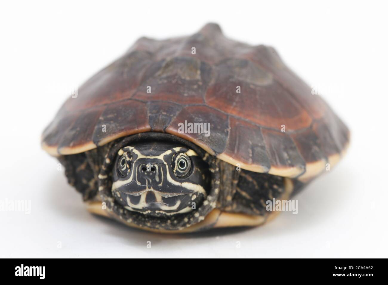 The Malayan snail-eating turtle (Malayemys macrocephala) is a species ...