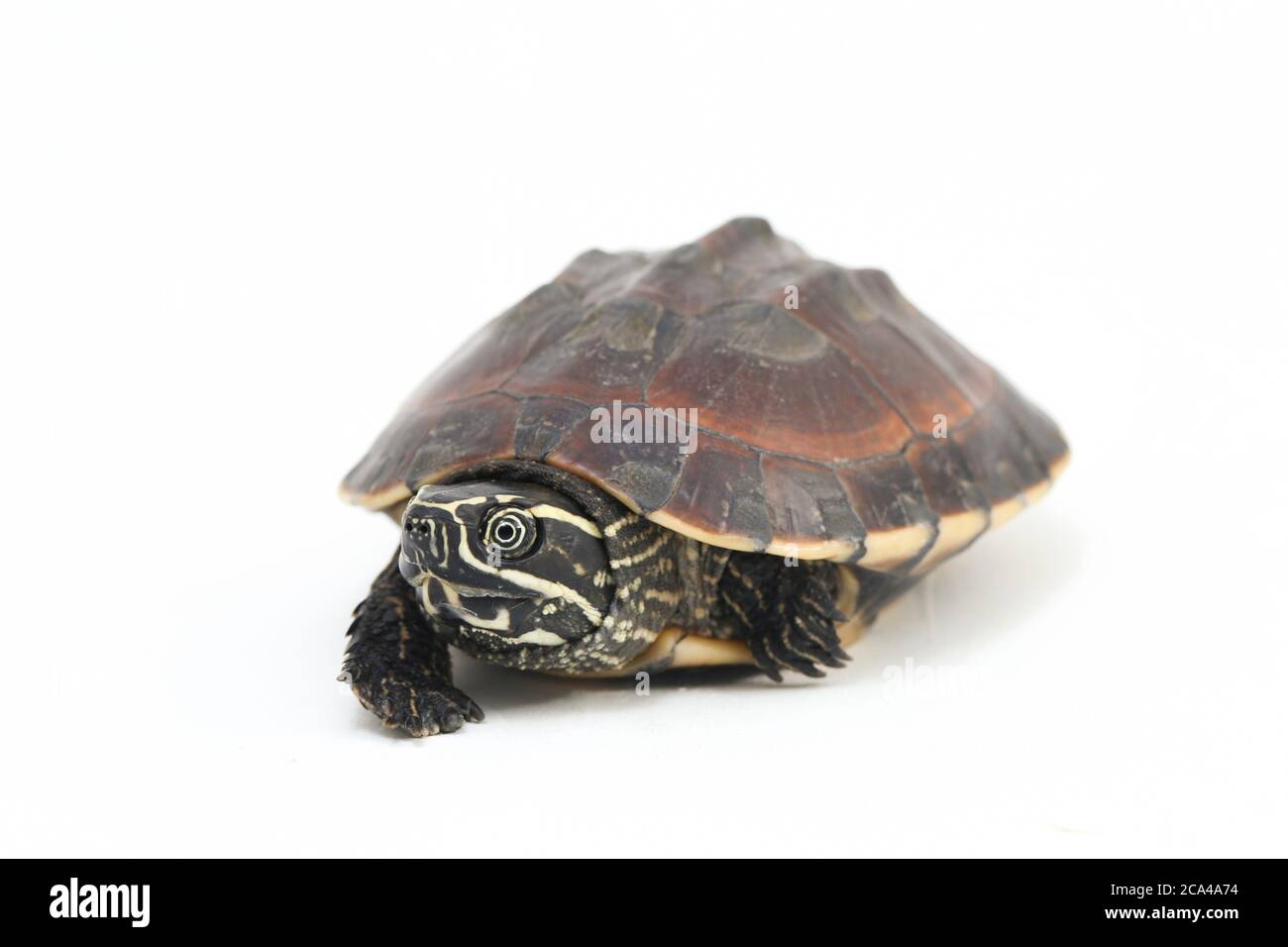 The Malayan snail-eating turtle (Malayemys macrocephala) is a species ...