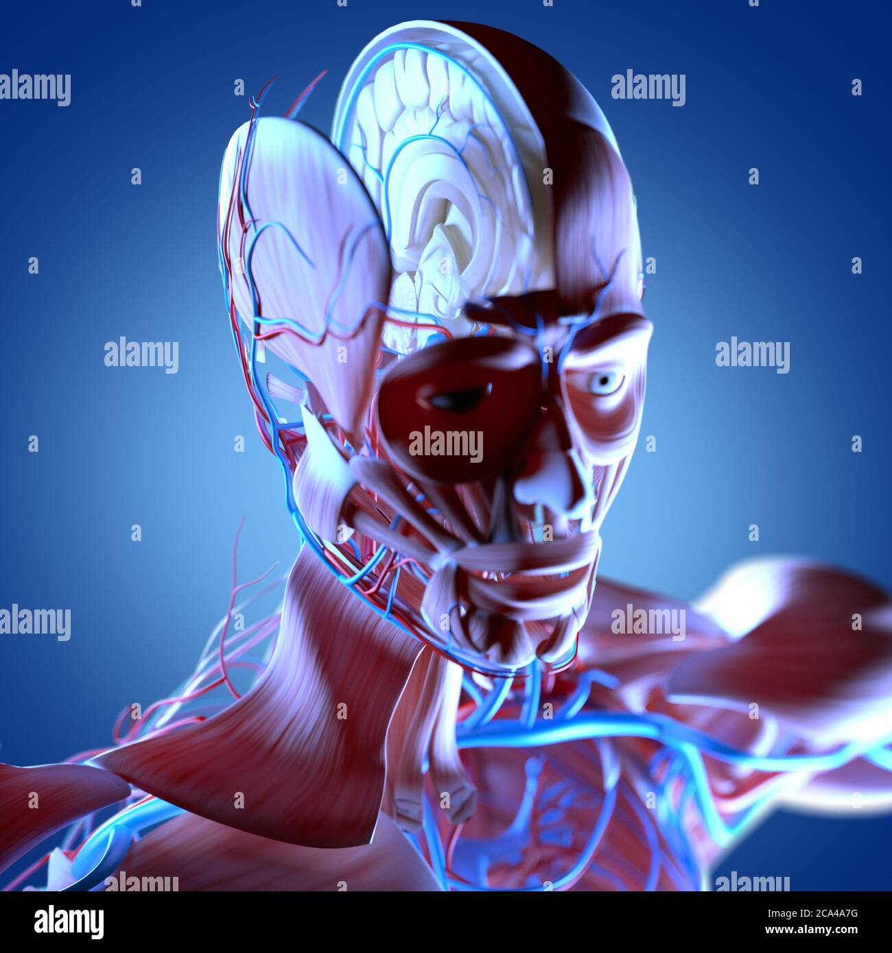 Illustration human brain showing cerebral hi-res stock photography and ...