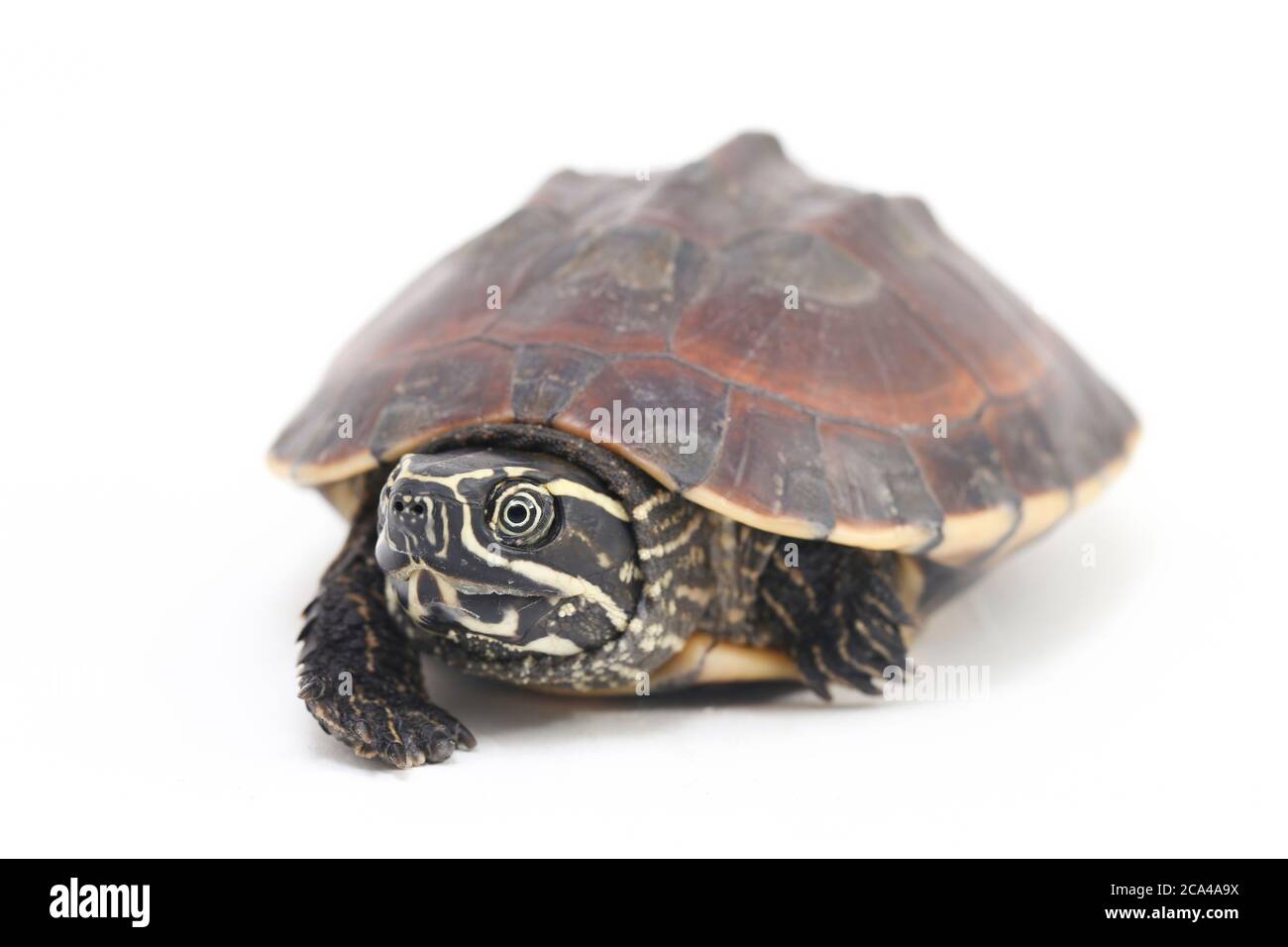 The Malayan snail-eating turtle (Malayemys macrocephala) is a species ...