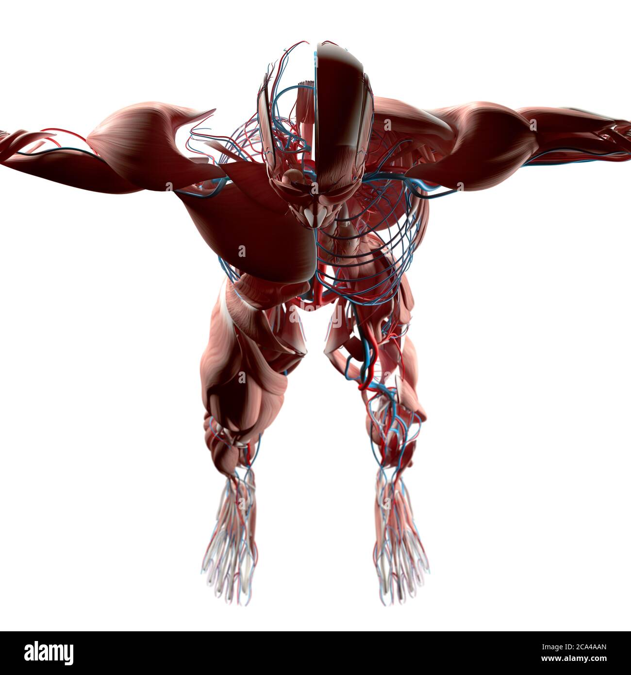Human body anatomy illustration. 3D illustration Stock Photo - Alamy