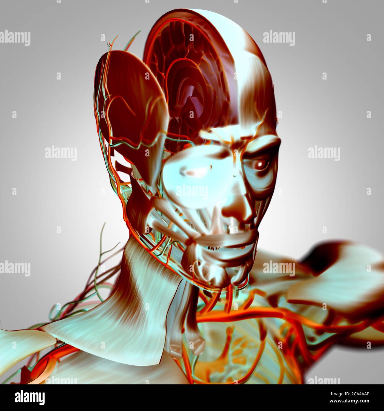Human anatomy body showing brain. 3D illustration Stock Photo - Alamy