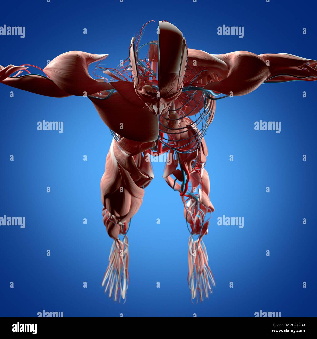 Human body anatomy illustration. 3D illustration Stock Photo - Alamy